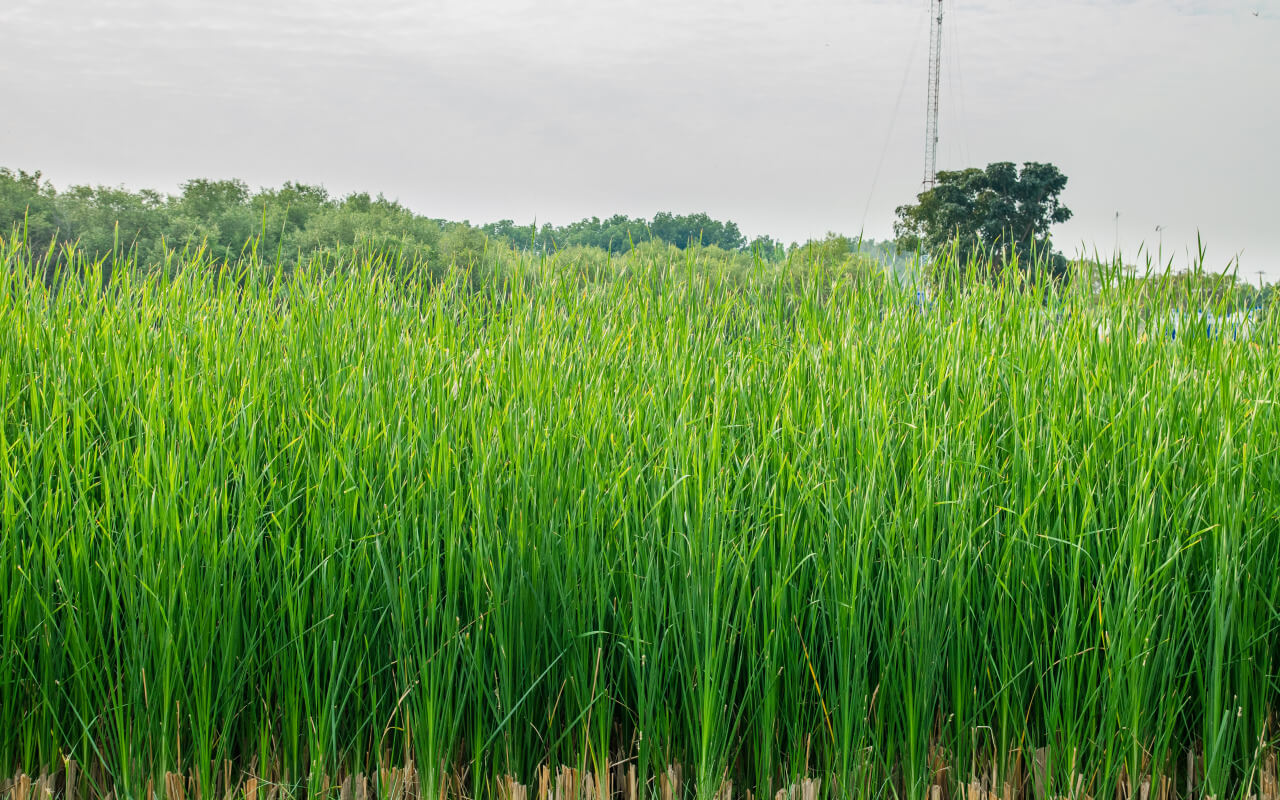 Vetiver Grass – SIMWORKS